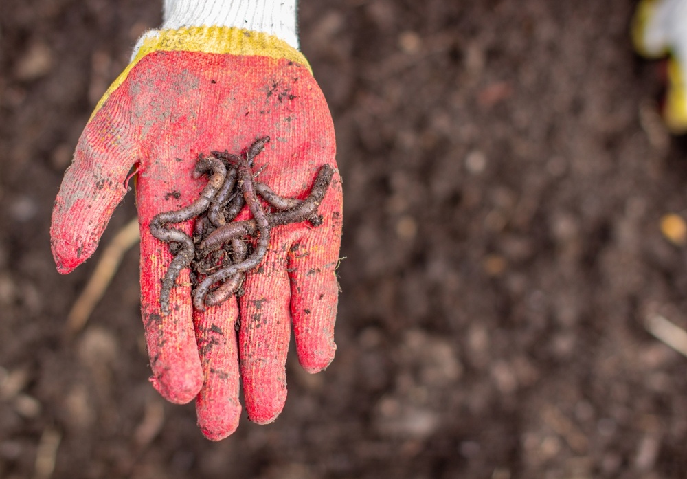 15 garden tips for October - Caerphilly Garden Centre - Cardiff