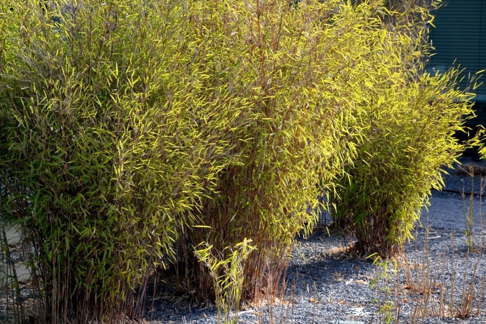 How to control and cut bamboo - Caerphilly Garden Centre - Cardiff